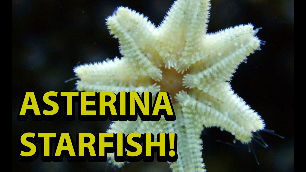 Asterina Starfish Care Guide & Species Profile | Fishkeeping World