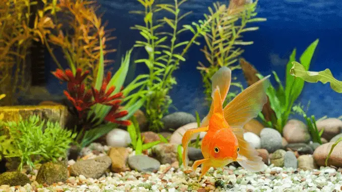 About Us | Fishkeeping World