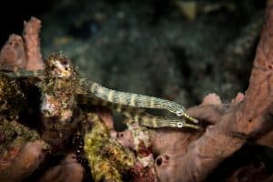 Pipefish Care, Diet, Habitat, and Species Guide | Fishkeeping World