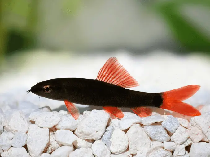 Red Tail Shark: Expert Care Guide For Aquarists | Fishkeeping World