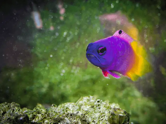 The Complete Purple Firefish Care Guide
