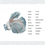 1001+ Fish Names - All The Best Ideas You Didn't Think Of List ...