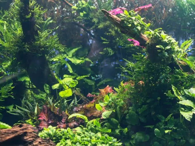 Fishkeeping, Aquariums, Care & More | Fishkeeping World