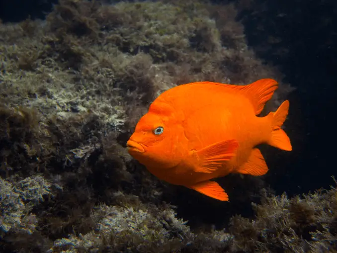 Damselfish: Care Guide & Wiki for Blue, Yellow, and More | Fishkeeping ...