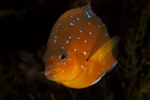 Garibaldi Fish: The California State Fish | Fishkeeping World