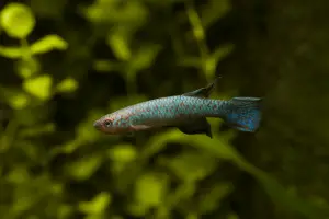 Killifish: Species, Tank Conditions, Diet, and Breeding | Fishkeeping World