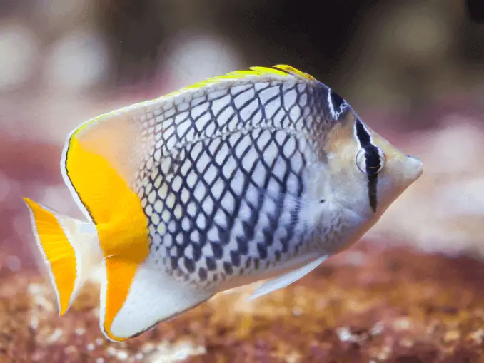 Pygmy Angelfish Care & Species Overview | Fishkeeping World