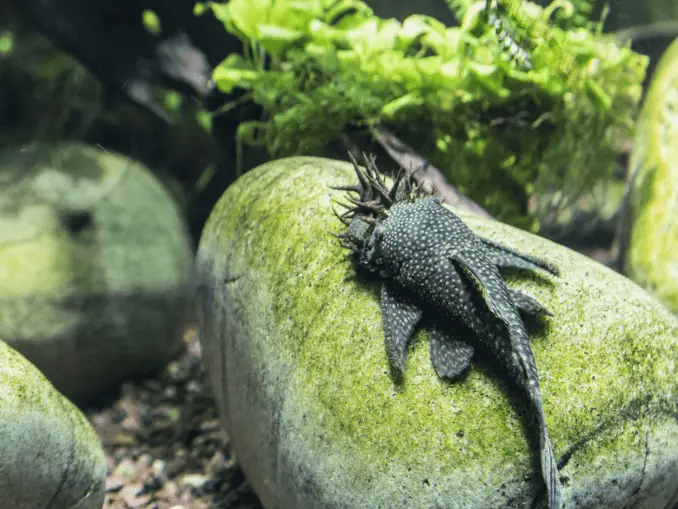 The Complete Guide to Snowball Pleco Care | Fishkeeping World