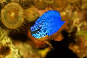 Damselfish: Care Guide & Wiki for Blue, Yellow, and More | Fishkeeping ...