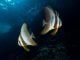Pinnatus Batfish - Ultimate Care Guide | Fishkeeping World