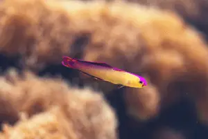 14 Popular Saltwater Fish for Beginners | Fishkeeping World