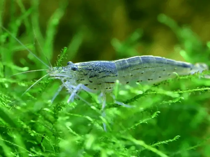 The Complete Guide to Rotala Wallichii Care