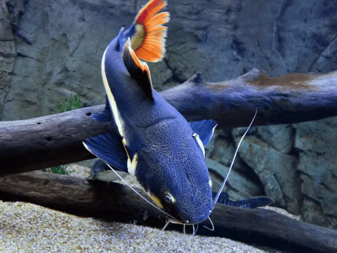 Red Tail Shark: Expert Care Guide For Aquarists | Fishkeeping World