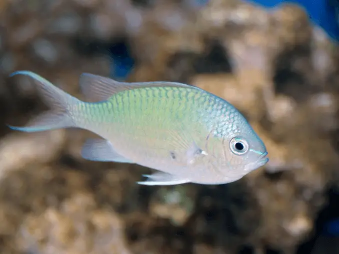 The Complete Orchid Dottyback Care Guide | Fishkeeping World