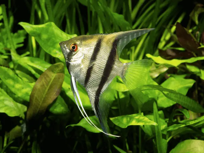 Red Devil Fish Care [Red Devil Cichlid] | Fishkeeping World