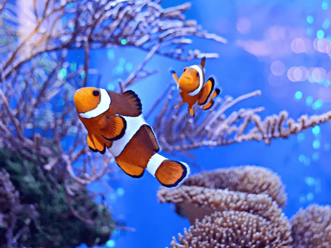 What Do Fish Eat: Have You Ever Wondered? | Fishkeeping World