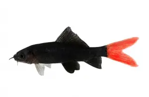 Red Tail Shark: Expert Care Guide For Aquarists | Fishkeeping World