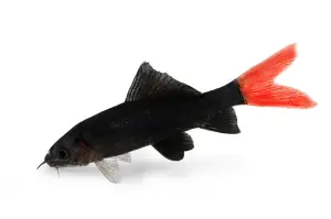 Red Tail Shark: Expert Care Guide For Aquarists | Fishkeeping World