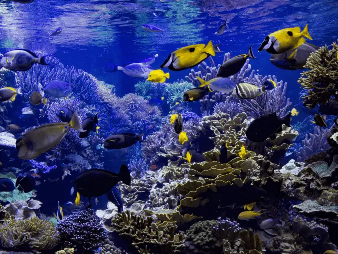 What Do Fish Eat: Have You Ever Wondered? | Fishkeeping World