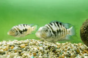 Convict Cichlid Care Guide & Species Profile | Fishkeeping World