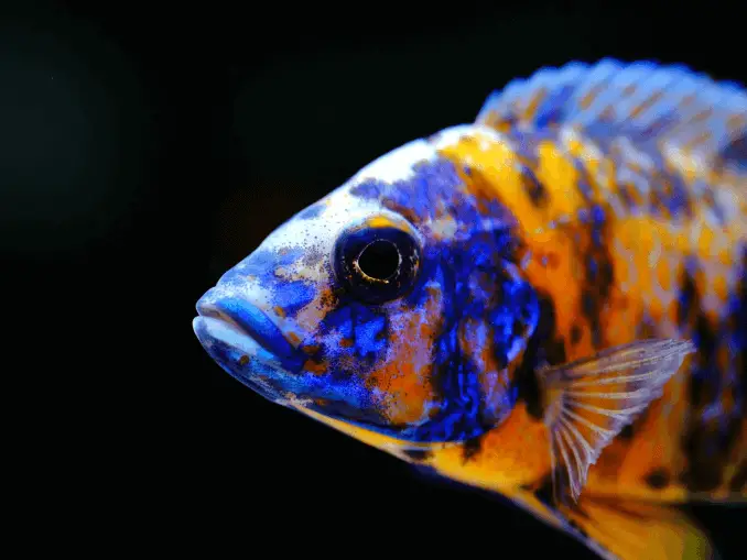 Keyhole Cichlid Care Guide & Species Profile | Keyhole Cichlid Care ...