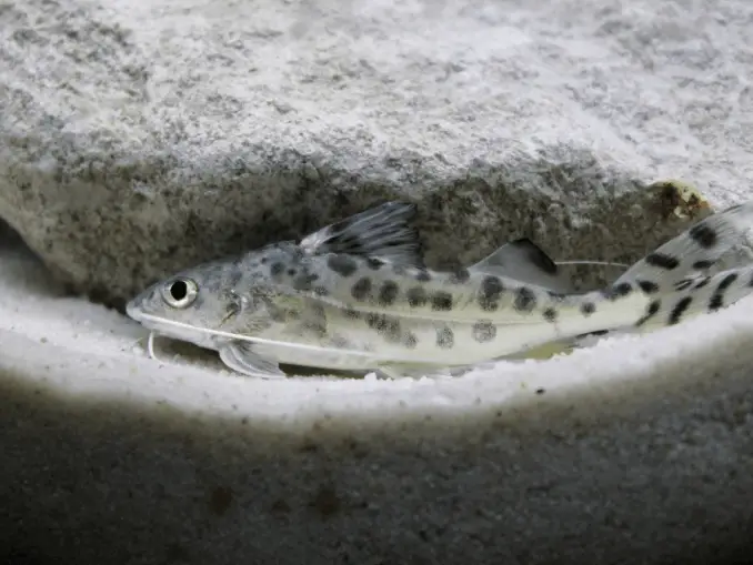 Pygmy Cory: Size, Tank Mates, Care and More… | Fishkeeping World