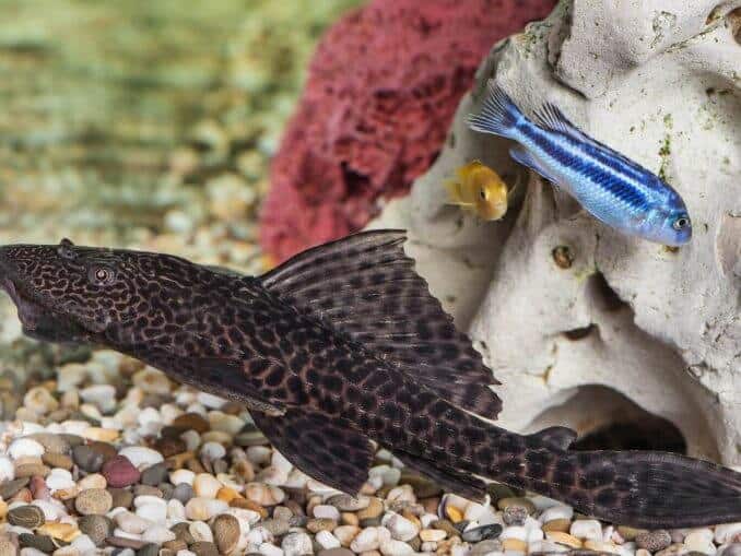 The Complete Guide to Snowball Pleco Care | Fishkeeping World