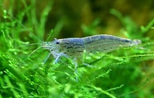 Amano Shrimp: Breeding, Care, and Lifespan | Fishkeeping World