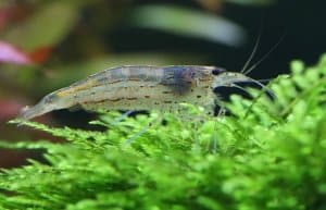 Amano Shrimp: Breeding, Care, and Lifespan | Fishkeeping World