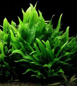 Java Fern Care, Size, Aquarium, How to Plant & Grow | Fishkeeping World