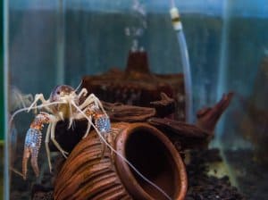 What Do Crayfish Eat: In the Wild and in Your Aquarium | Fishkeeping World