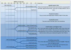 The Evolution of Fish: The Backbone to Life as We Know It | Fishkeeping ...