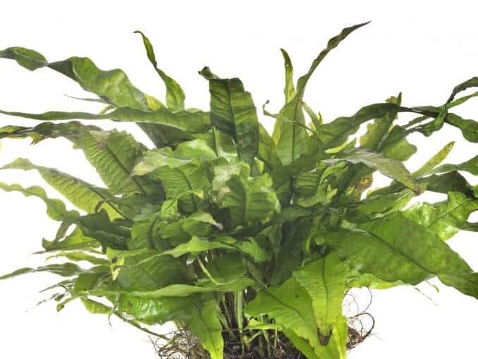 Water Lily: The Complete Guide (Care, Growing, Propagation and More ...