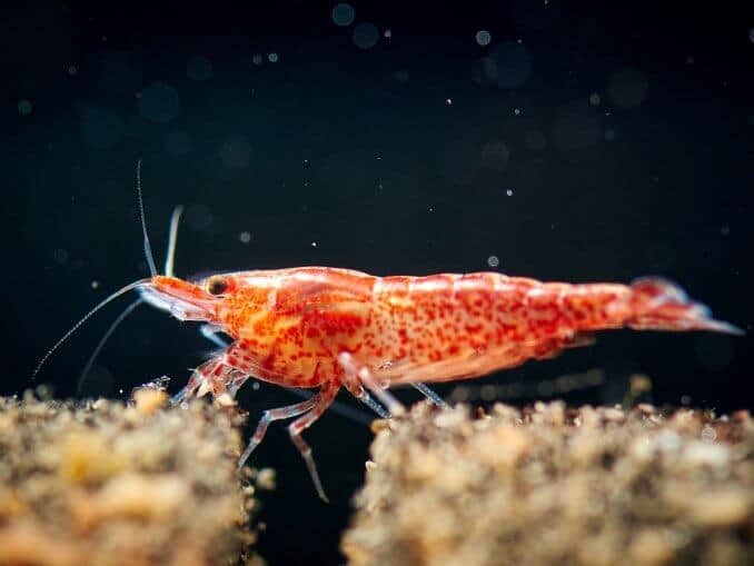 20 Popular Freshwater Shrimp Types for Your Tank | Fishkeeping World