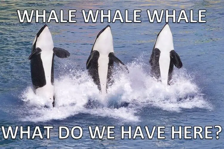 100 Best Fish Puns & Jokes in 2025 | Fishkeeping World