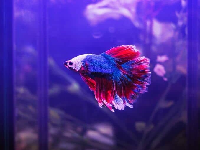 Betta Fish Guide: Care, Size, Tank Mates, Aggression & Lifespan