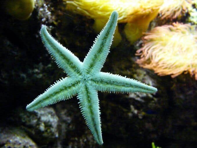Asterina Starfish Care Guide & Species Profile | Fishkeeping World