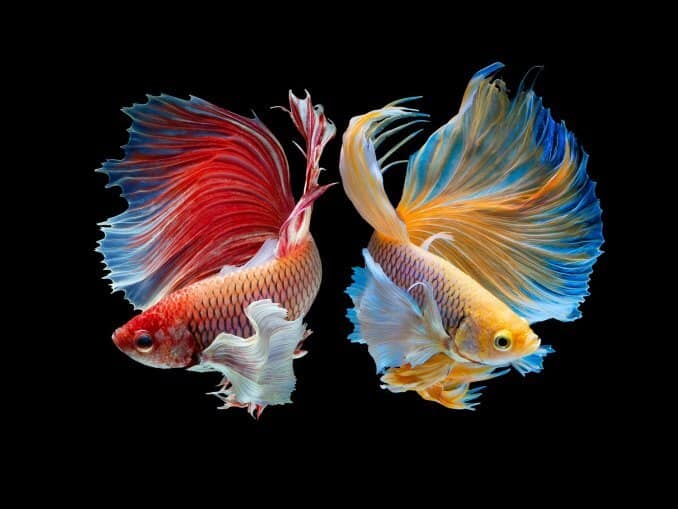 How Do Fish Mate: The Ultimate Guide | Fishkeeping World