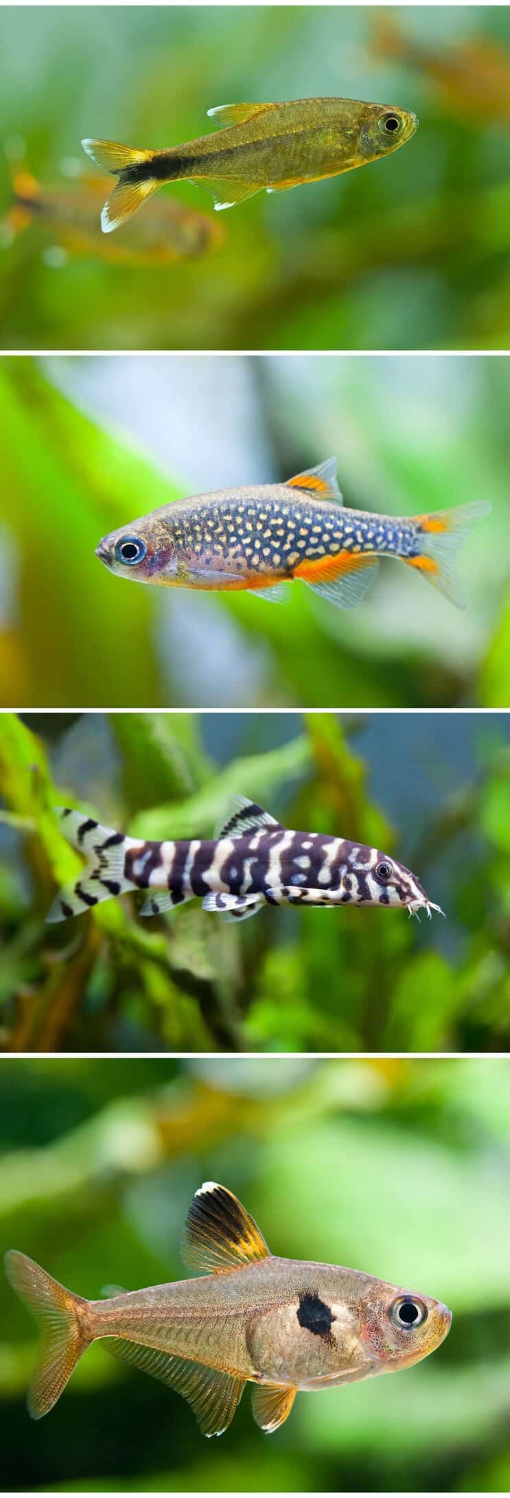 Celestial Pearl Danio (Galaxy Rasbora) Care, Breeding, Size, & Tank ...