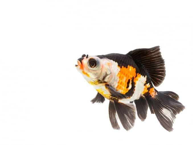 Common Goldfish Care & Species Profile | Fishkeeping World