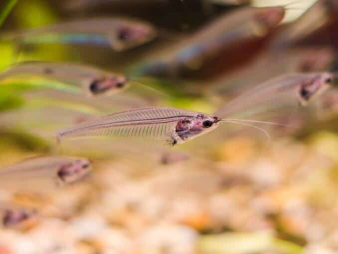 The Complete Guide to Gulper Catfish Care | Fishkeeping World