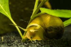 Mystery Snail Care Guide & Species Profile | Fishkeeping World