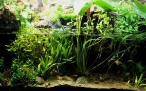 The Definitive Guide to Creating a Paludarium (Tank, Plants and ...