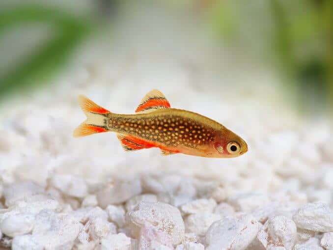 12 Most Popular Types of Danios | Fishkeeping World