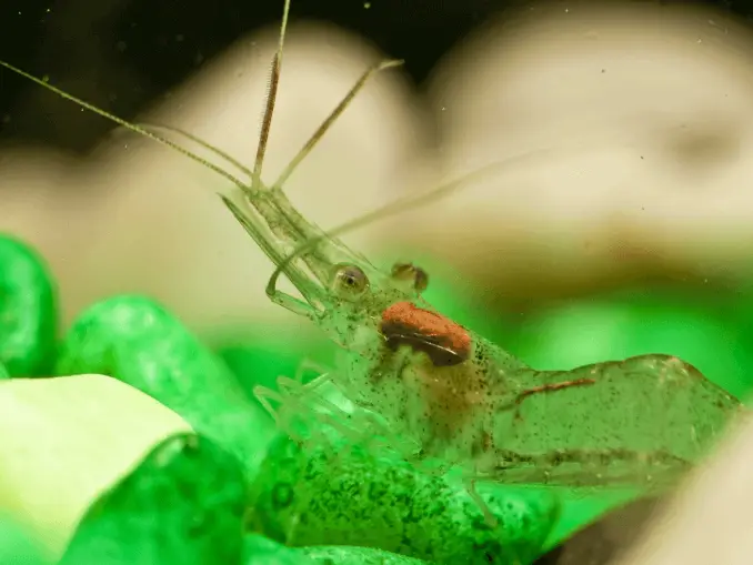 Fire (Blood) Shrimp Care Guide & Species Profile