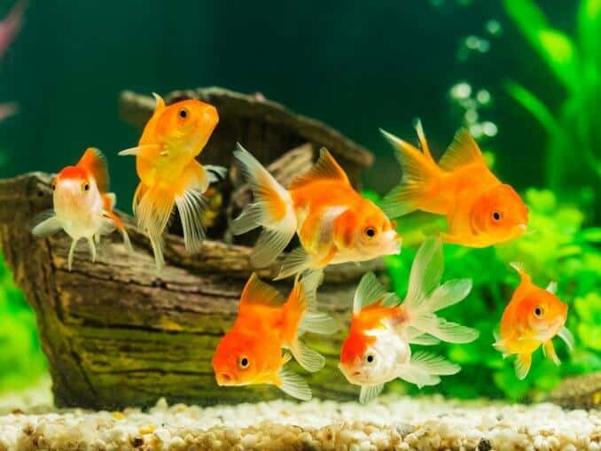 Feeder Goldfish Care Guide and Species Profile | Fishkeeping World