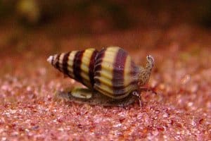 Assassin Snail: Care, Breeding, Size, Diet & More | Fishkeeping World