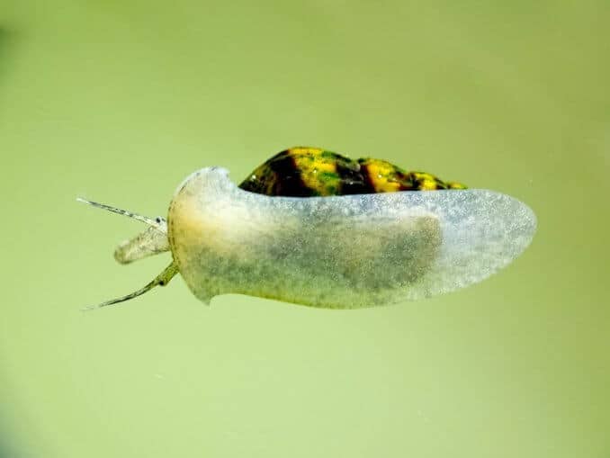 Assassin Snail: Care, Breeding, Size, Diet & More | Fishkeeping World