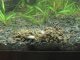 Assassin Snail: Care, Breeding, Size, Diet & More | Fishkeeping World