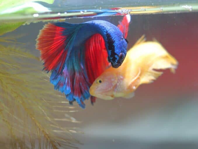 50 Betta Fish Tank Mates: Compatibility List | Fishkeeping World